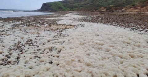 Algal Bloom Update - South Australia – AusTriathlon